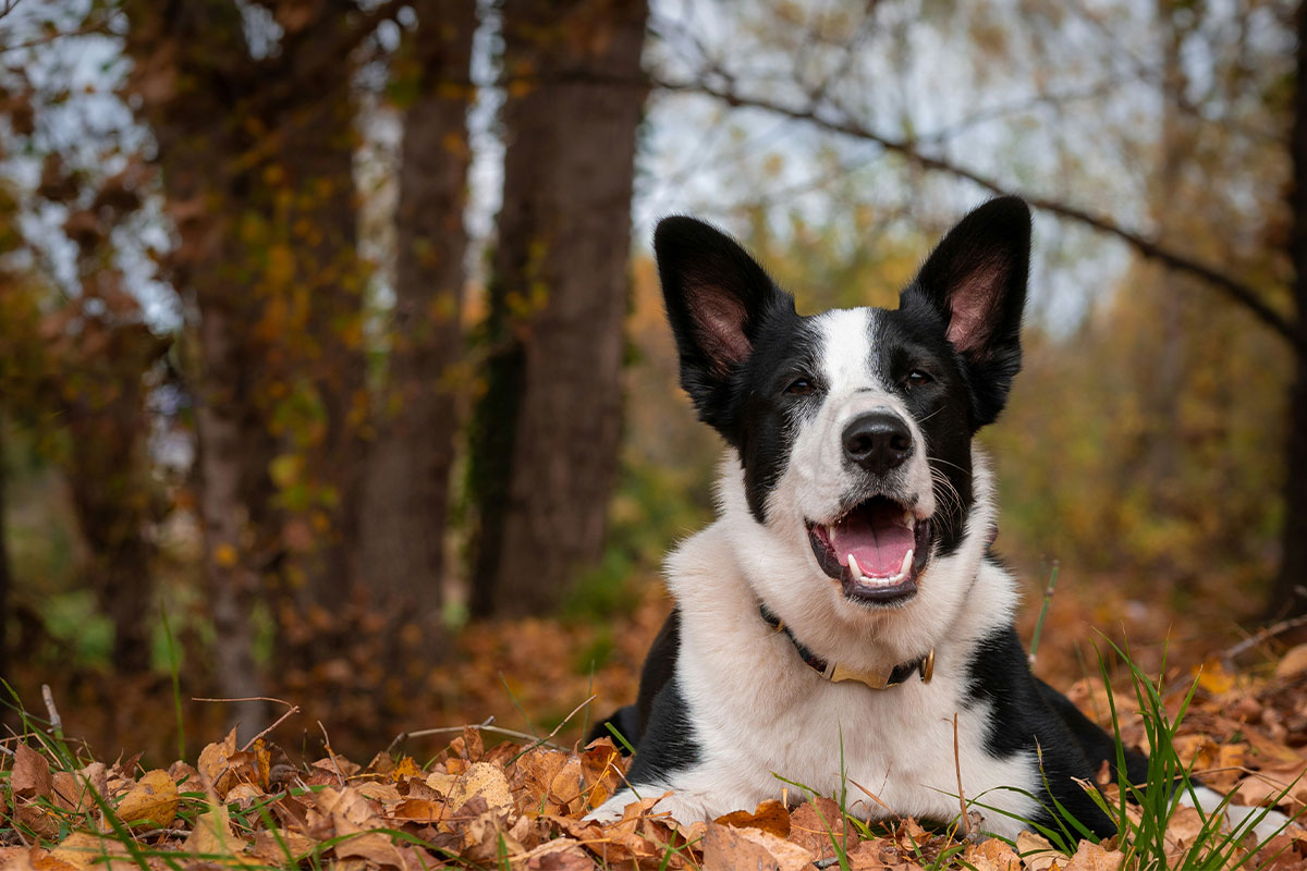 PERO Solutions - timhenning.dk